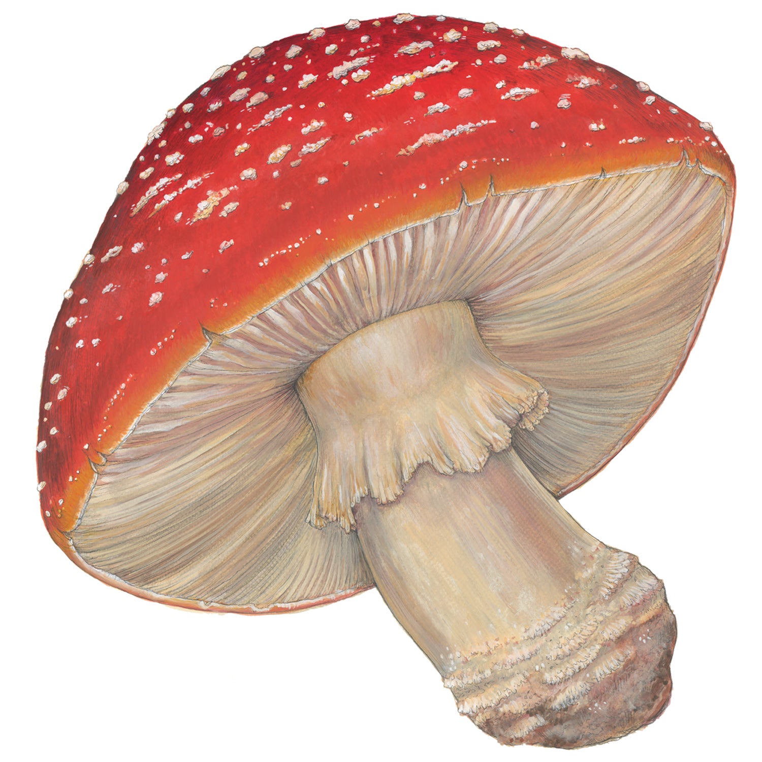 Die-cut Mushroom Placemat – Hester & Cook